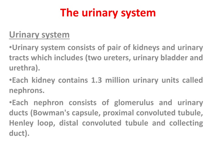 PPT - Understanding the Urinary System and Its Functions