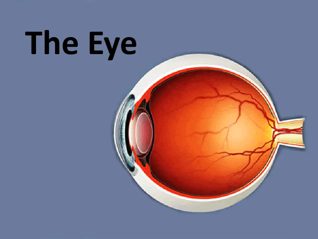 PPT - The Eye